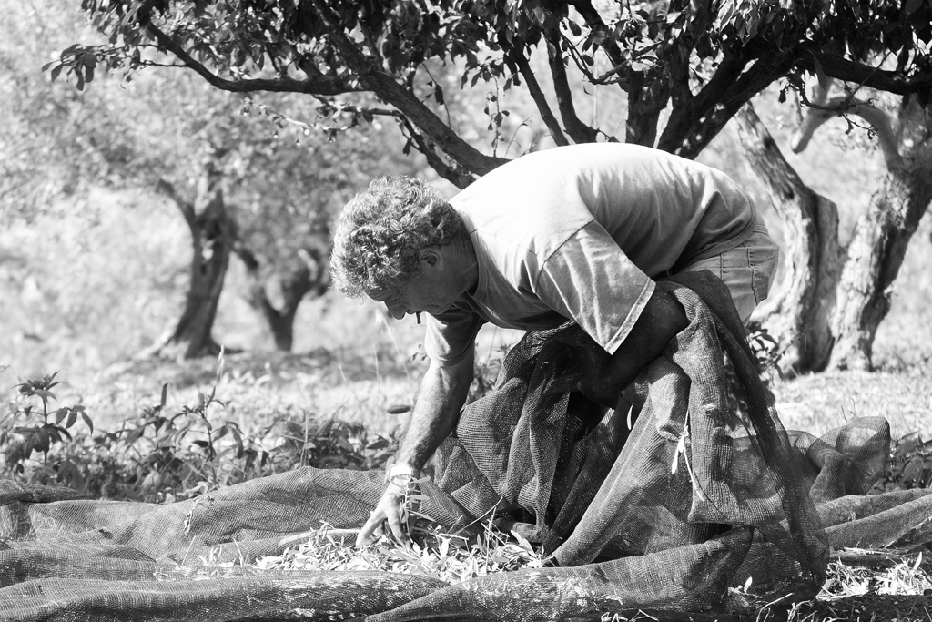 Spanish Olives 101 - Aceitunas españolas - My Coliving Space: Spain